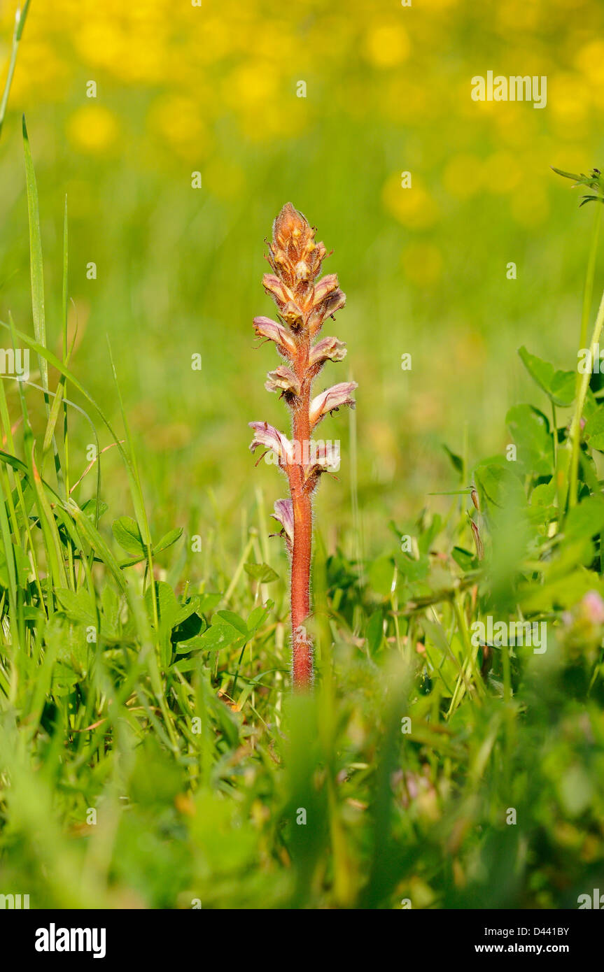 Common Broomrape (Orobanche minor) growing in wildflower meadow ...