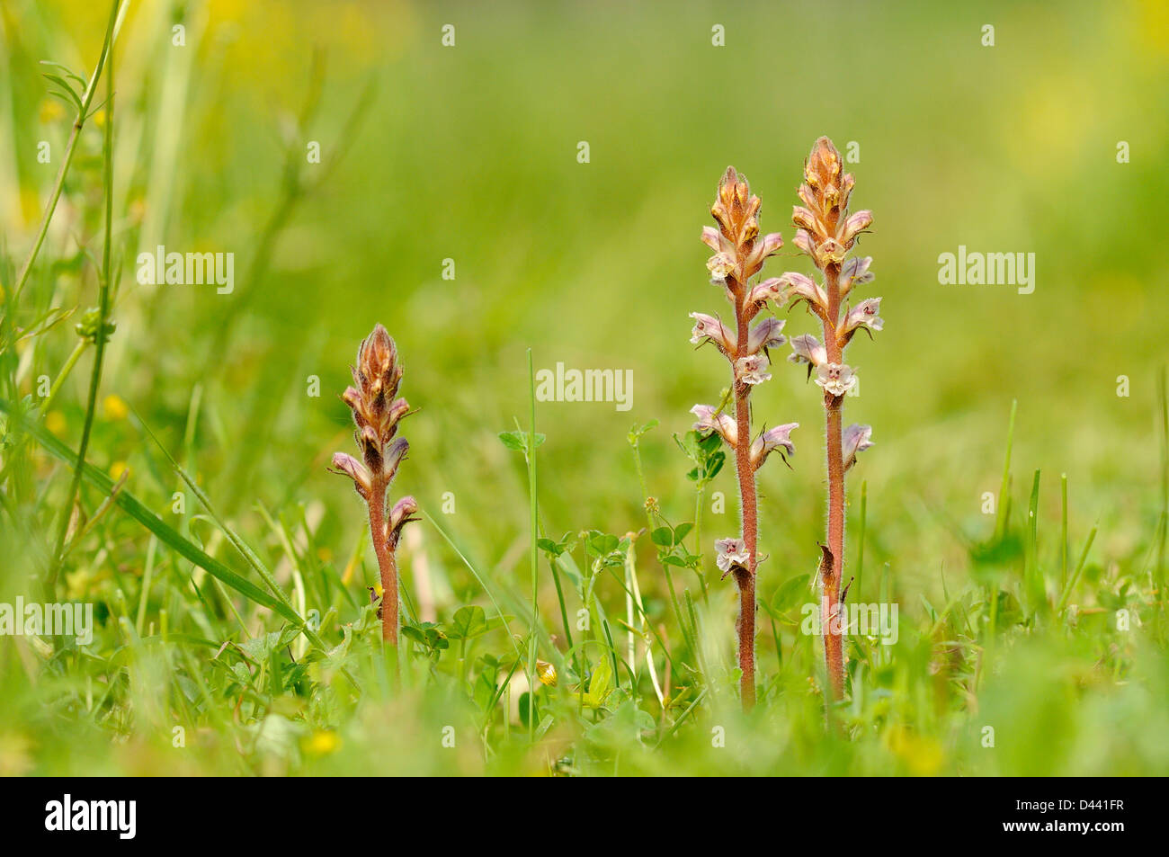 Common Broomrape (Orobanche minor) growing in wildflower meadow ...