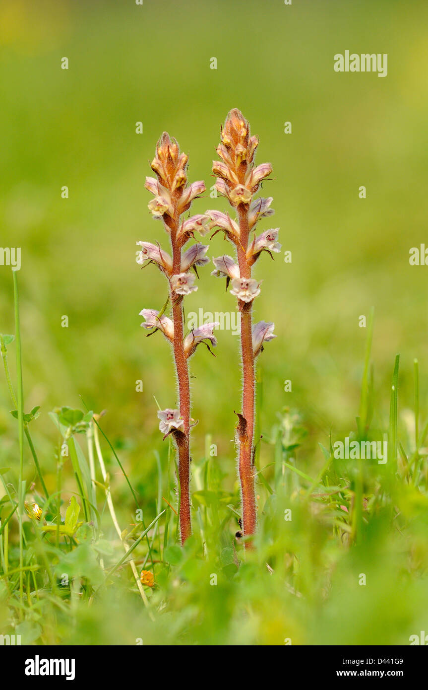Common Broomrape (Orobanche minor) growing in wildflower meadow ...
