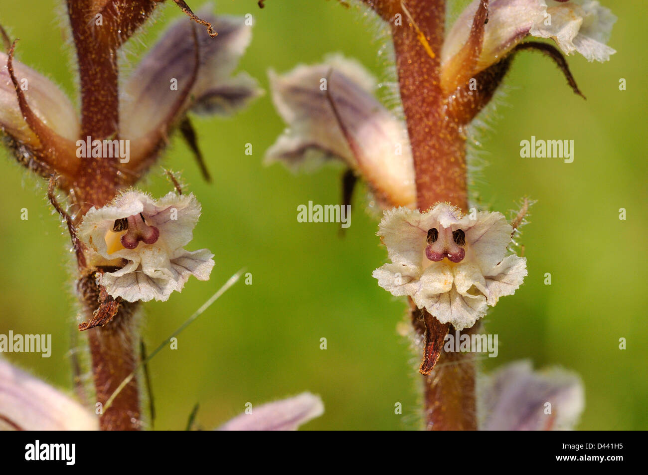 Common Broomrape (Orobanche minor) growing in wildflower meadow ...