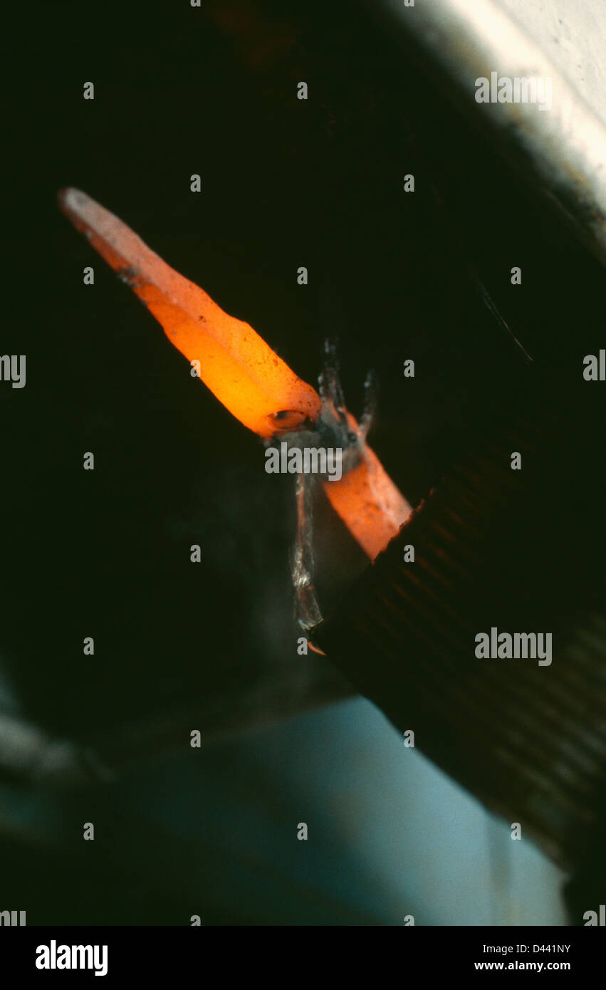 Heated tools hi-res stock photography and images - Alamy