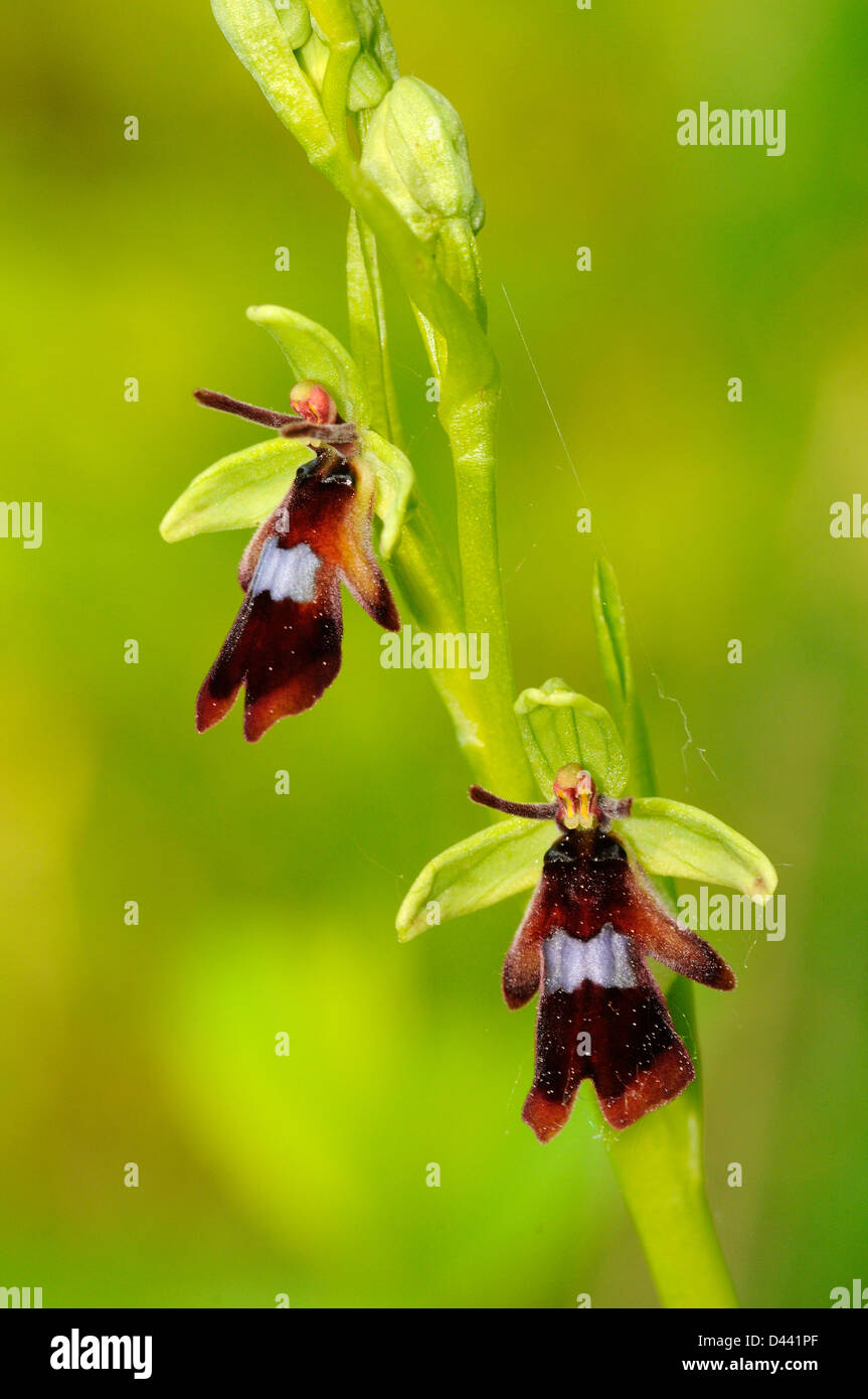 Fly Orchid (Ophrys insectifera) Buckinghamshire, England, May Stock ...