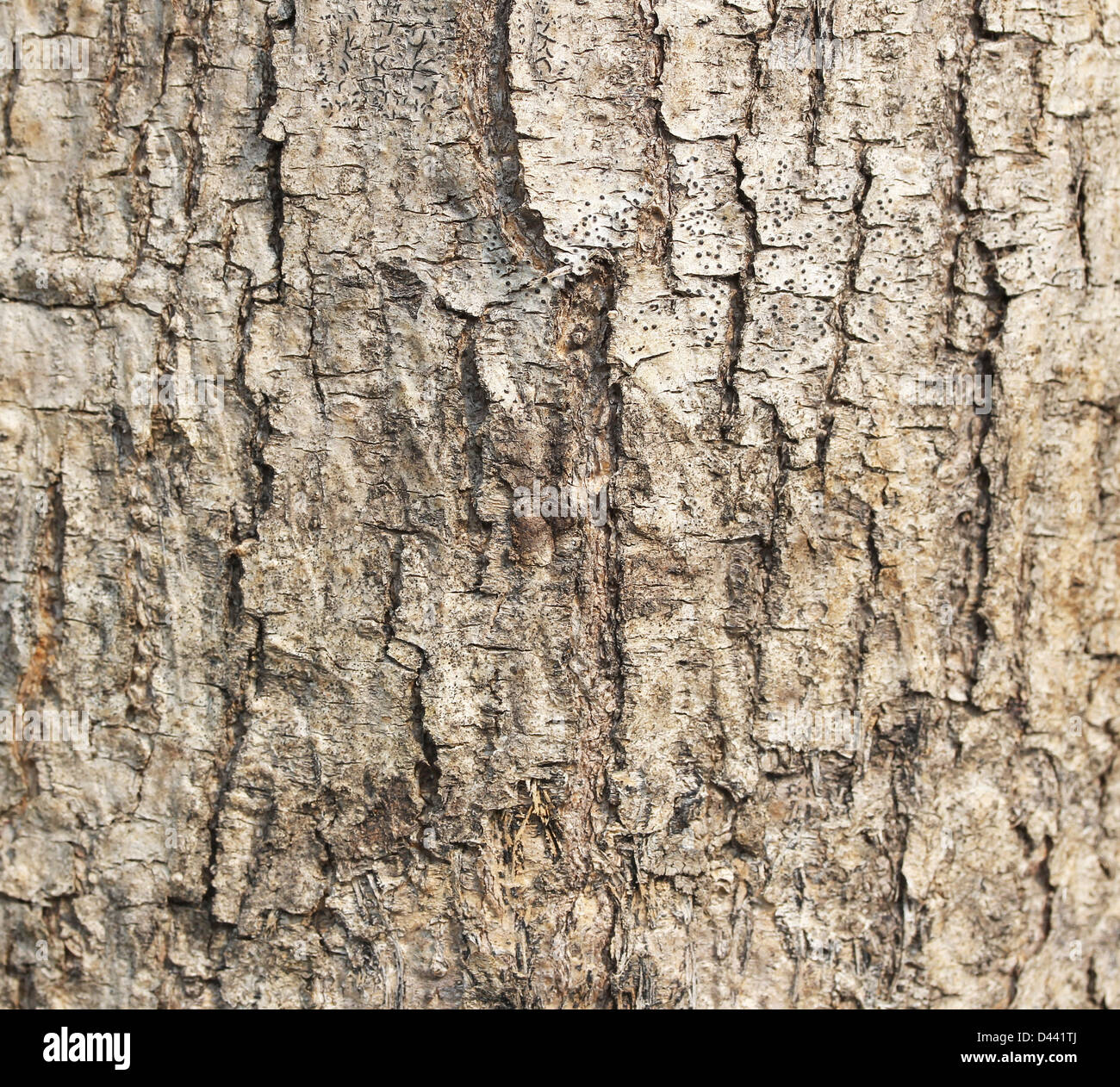 Closeup image of brown bark pattern in the park Stock Photo - Alamy