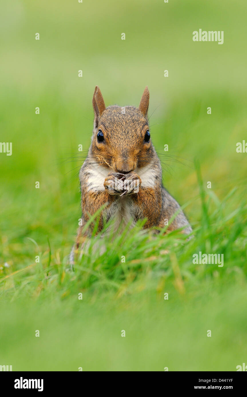Grey ground squirrel hi-res stock photography and images - Alamy