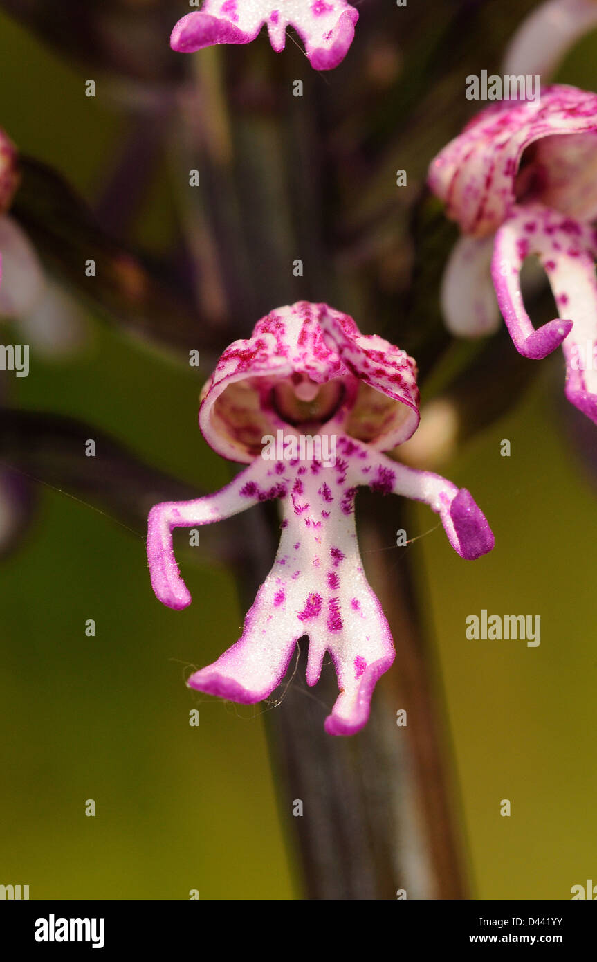 Lady/Monkey Orchid hybrid (Orchid purpurea x simia) Hartslock ...