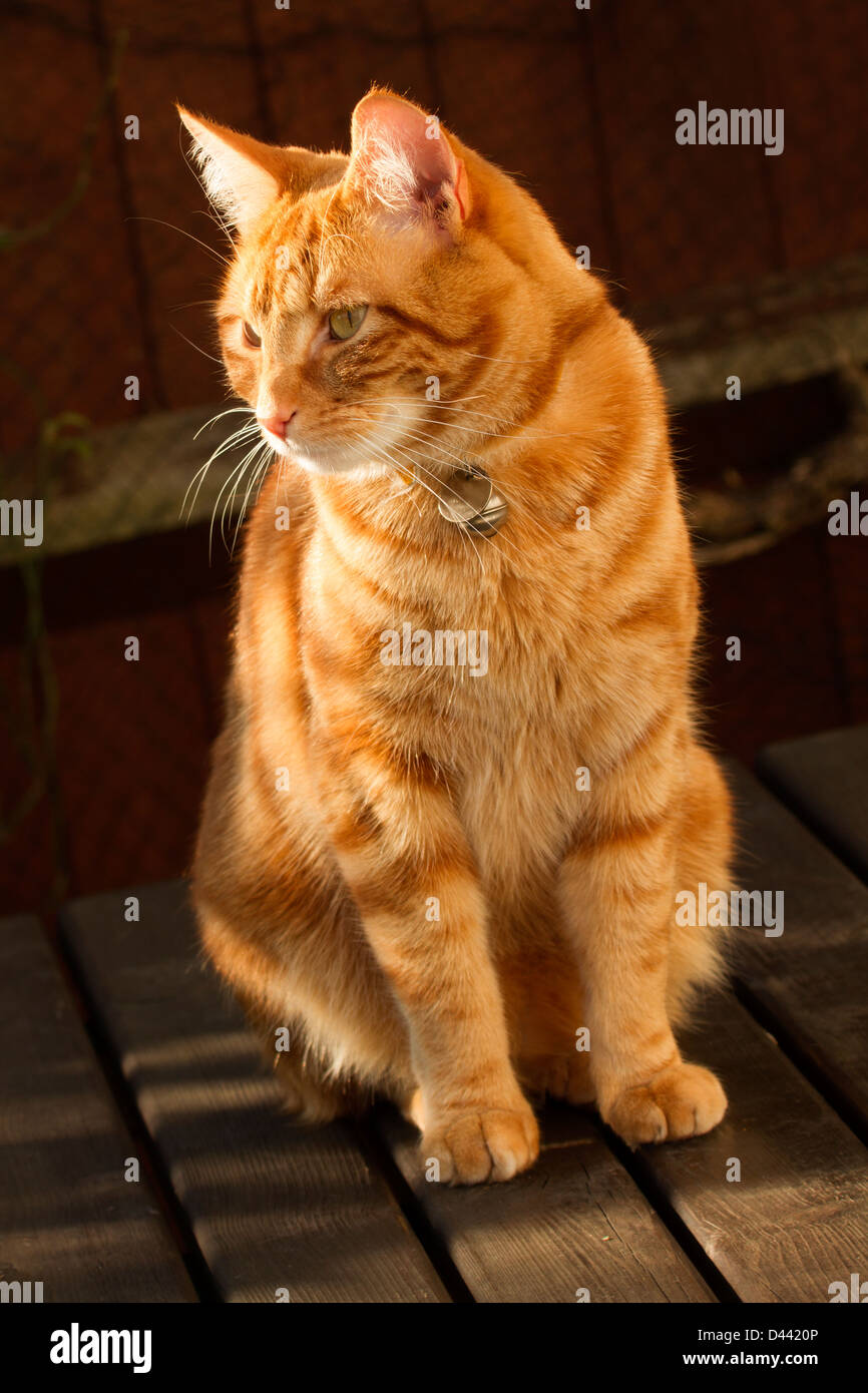 Cat nose side view hi-res stock photography and images - Alamy