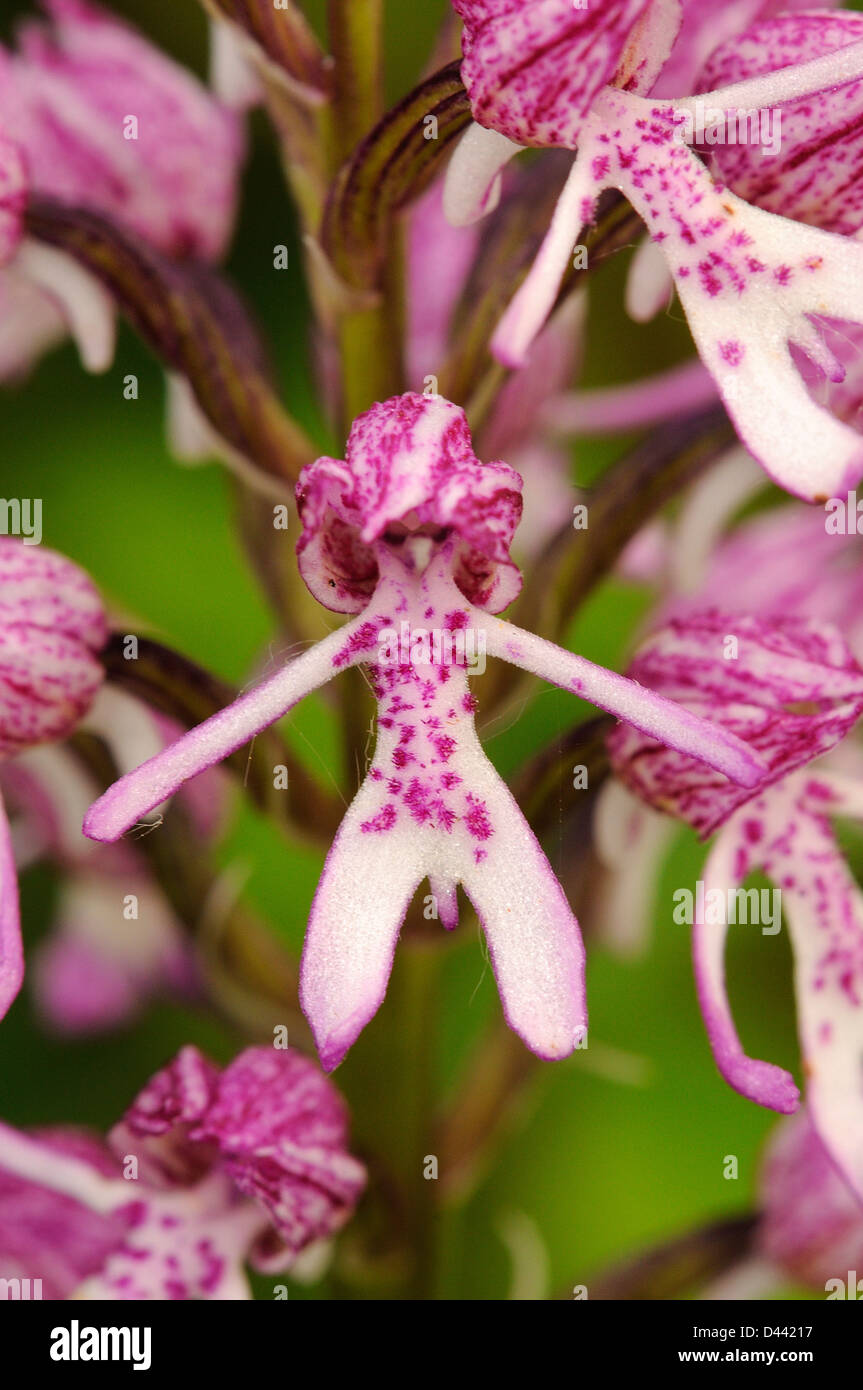 Lady/Monkey Orchid hybrid (Orchis purpurea x simia) Hartslock ...