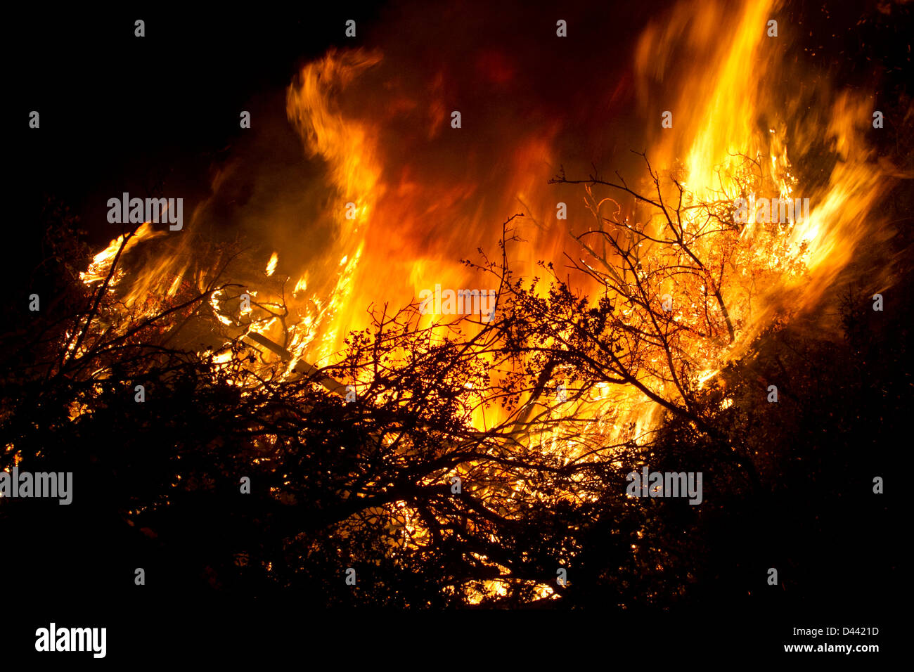 Large flames of forest fire Stock Photo - Alamy