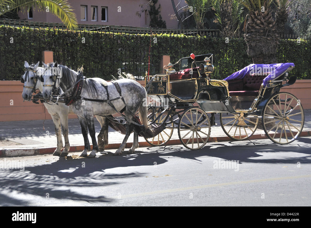Dapple grey horses hi-res stock photography and images - Alamy