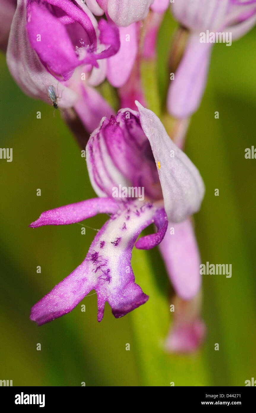 Military Orchid (Orchis militaris) close-up of single flower ...