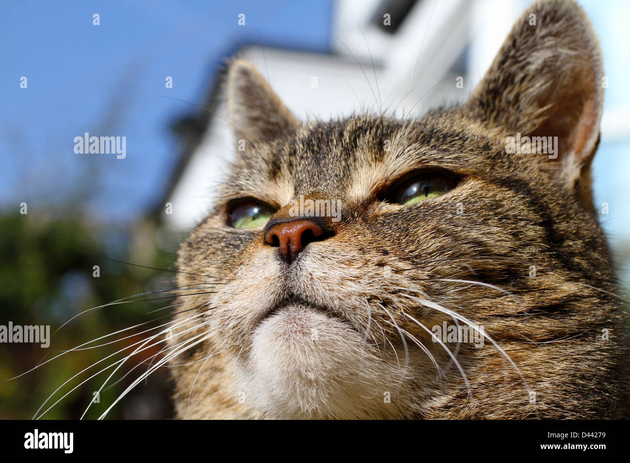 Tabby cat head looking up Stock Photo - Alamy