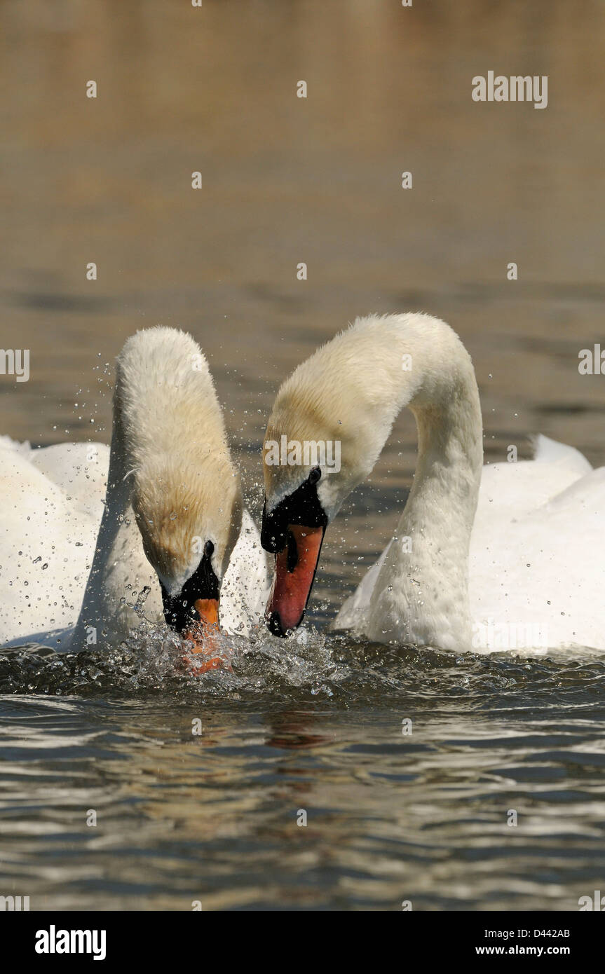 Swan courtship hi-res stock photography and images - Alamy
