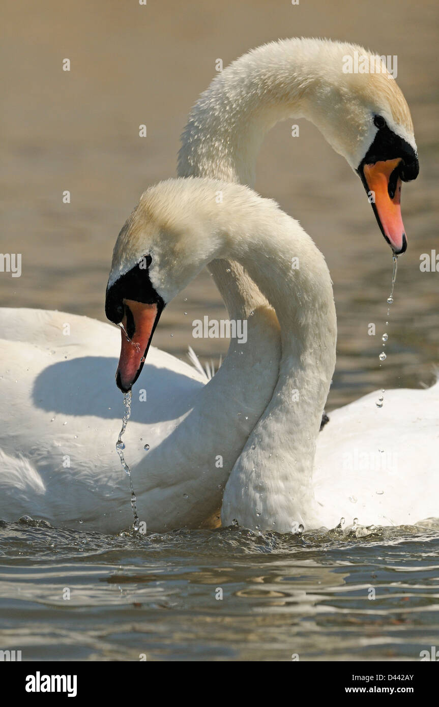 Swan courtship hi-res stock photography and images - Alamy