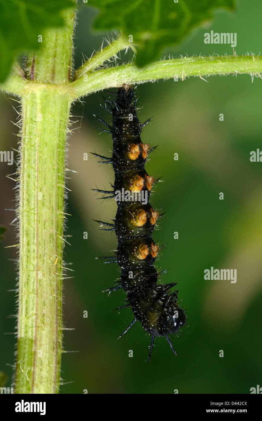 Caterpillar peacock butterfly hi-res stock photography and images - Alamy