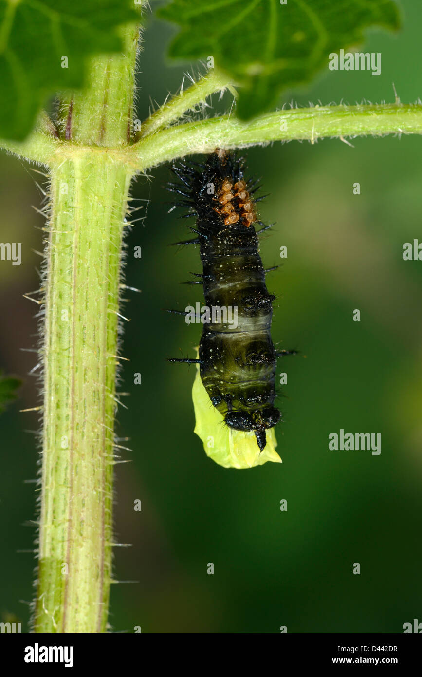 European Peacock Butterfly (Inachis io) larva shedding skin to turn ...