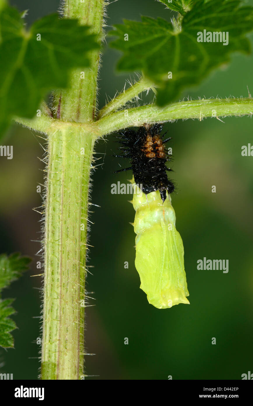 European Peacock Butterfly (Inachis io) larva shedding its skin to turn ...