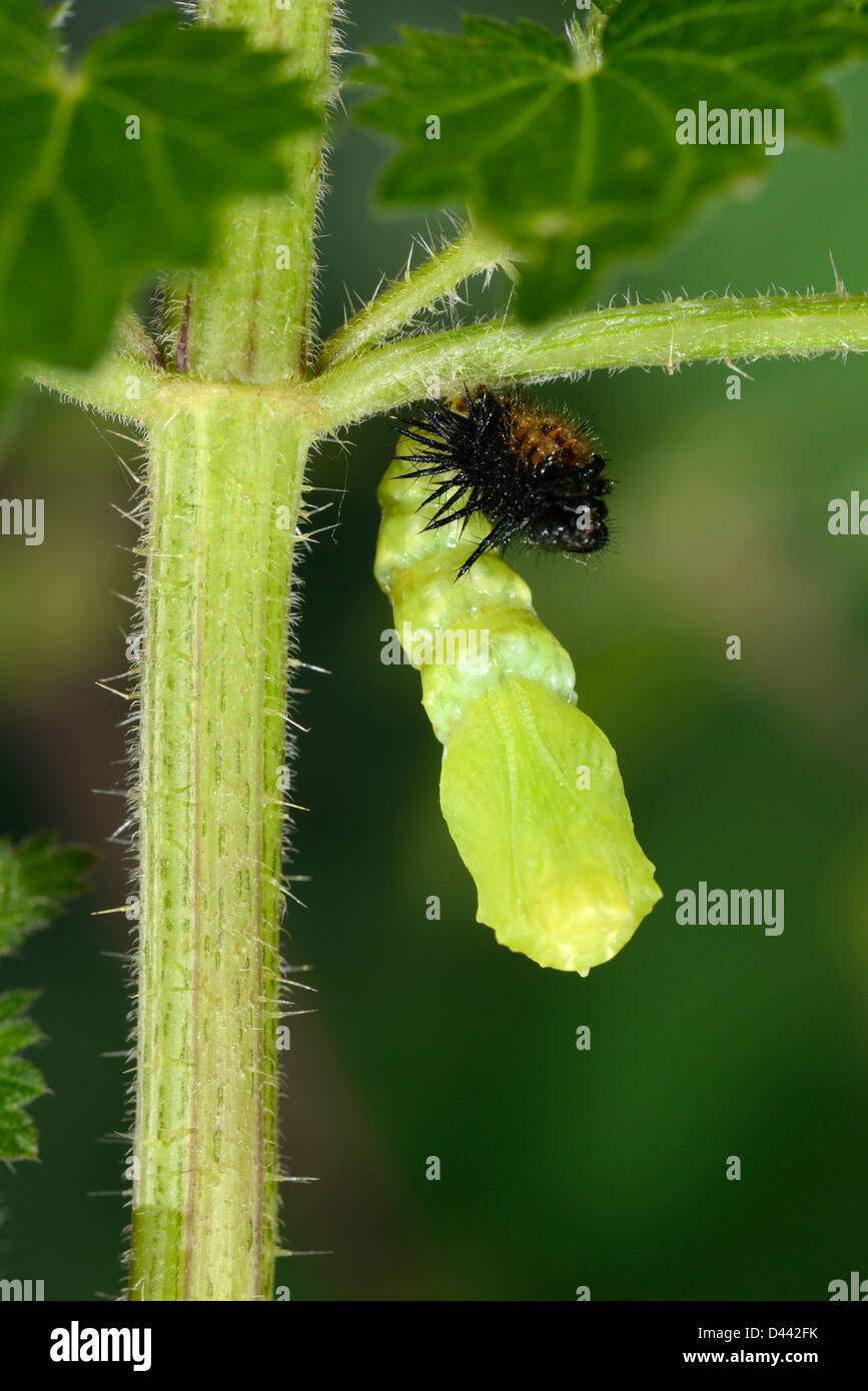 Peacock butterfly larva caterpillar hi-res stock photography and images ...