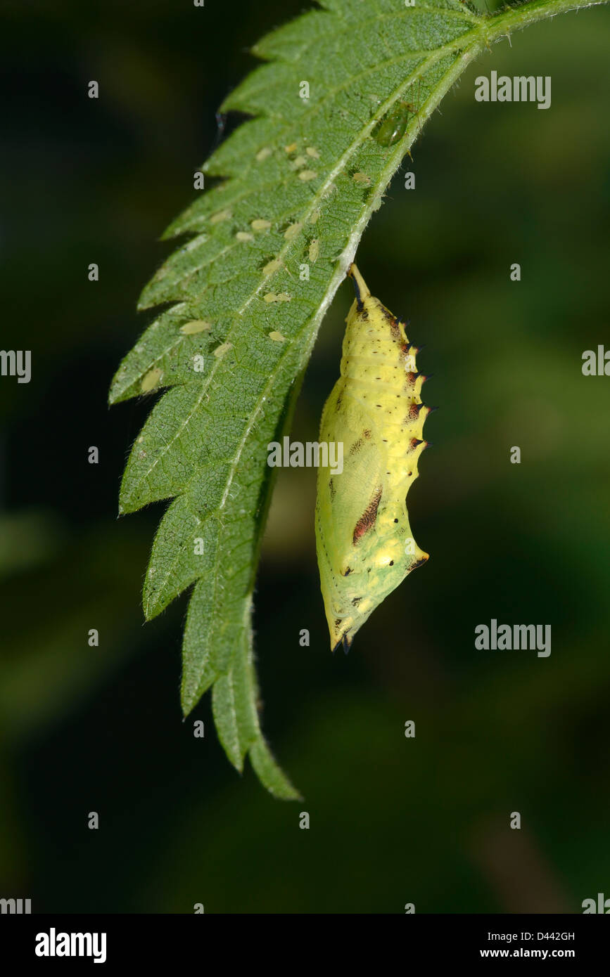 European Peacock Butterfly (Inachis io) pupa hanging fron stinging ...