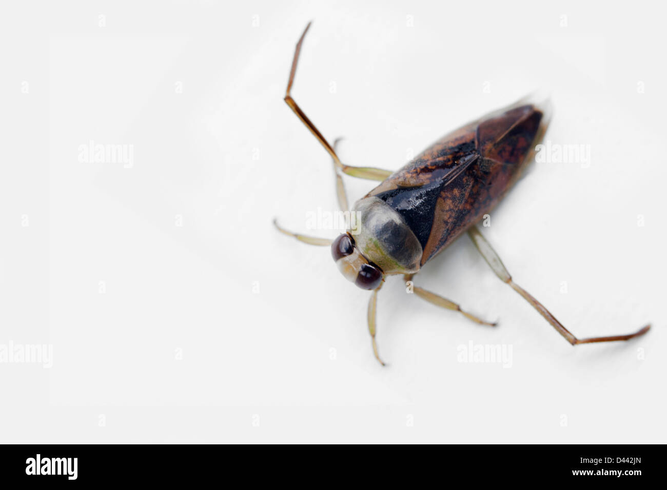 Common water boatmen hi-res stock photography and images - Alamy