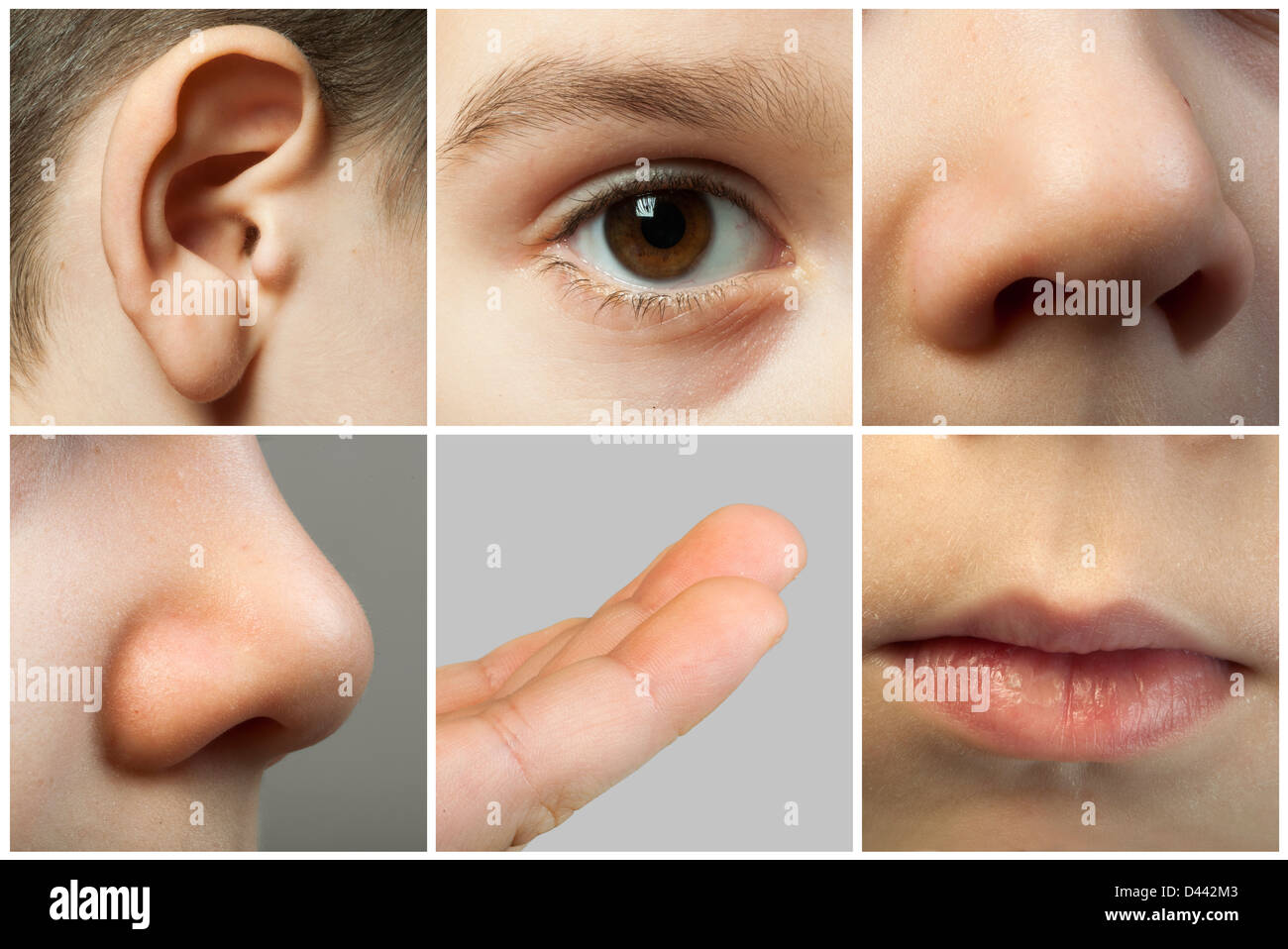 Set of the human senses. Child face partes Stock Photo - Alamy