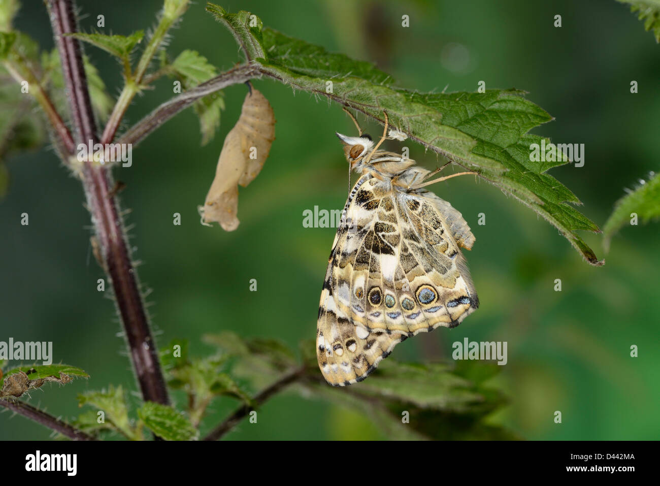 Empty pupa case hi-res stock photography and images - Alamy