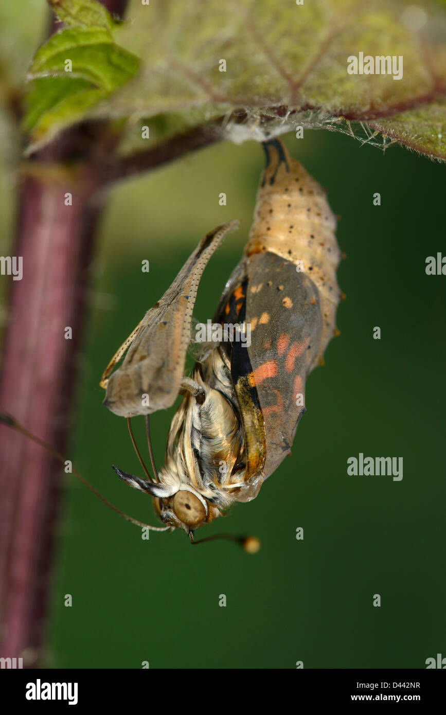 Painted Lady Butterfly Vanessa Cardui Adult Emerging From Pupa