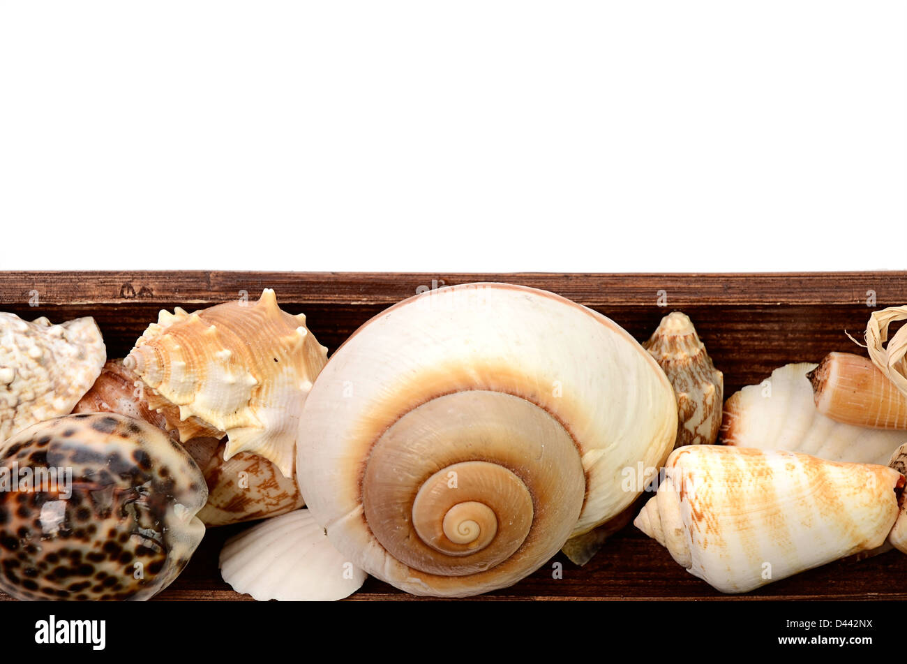 Different shells hi-res stock photography and images - Alamy