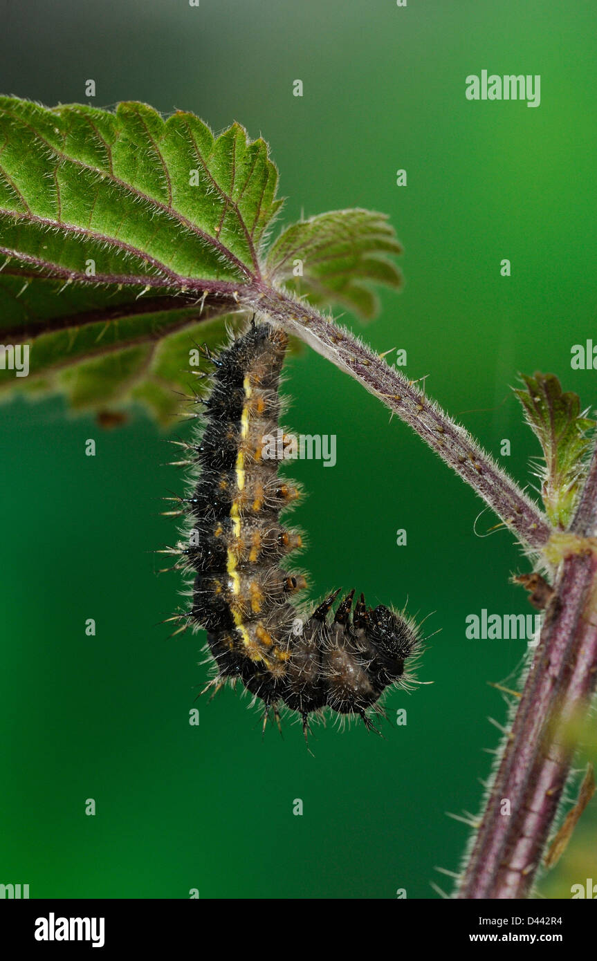 Caterpillars Painted Lady Butterfly Body Parts