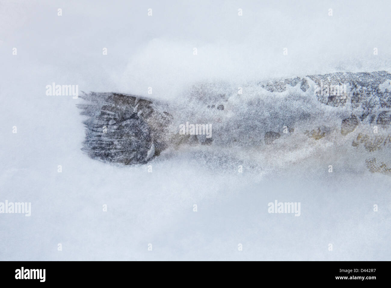 Wet parchment hi-res stock photography and images - Alamy