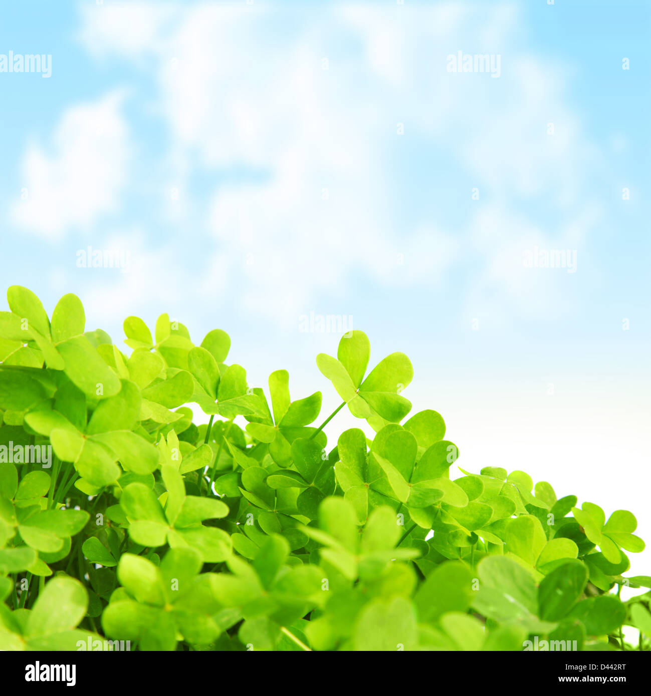 Picture of green clover field, st.Patrick's day background, shamrock ...