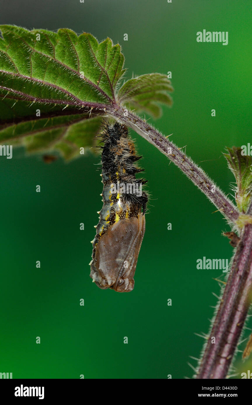 Painted Lady Butterfly (Vanessa cardui) larva hanging from stinging ...