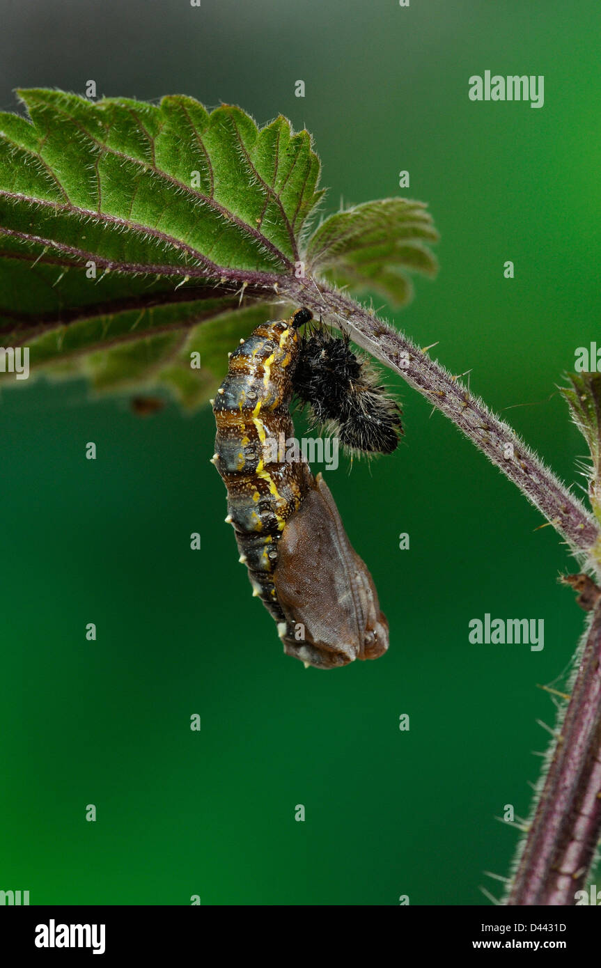 Painted Lady Butterfly (Vanessa cardui) larva hanging from stinging ...
