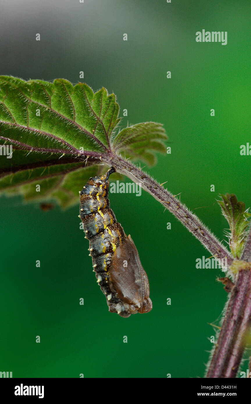 Painted Lady Butterfly Chrysalis Formation