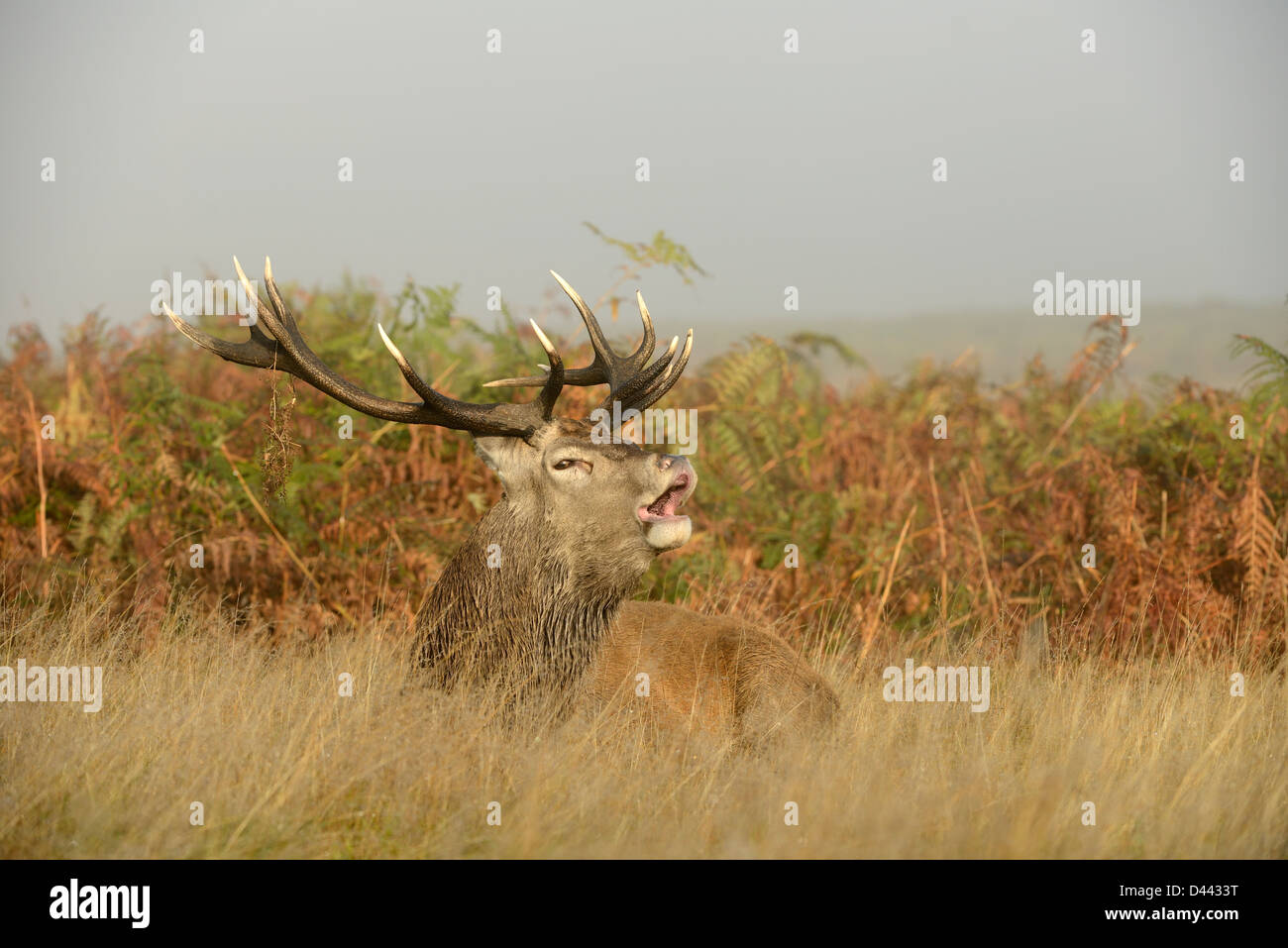 Deer Sitting High Resolution Stock Photography and Images - Alamy