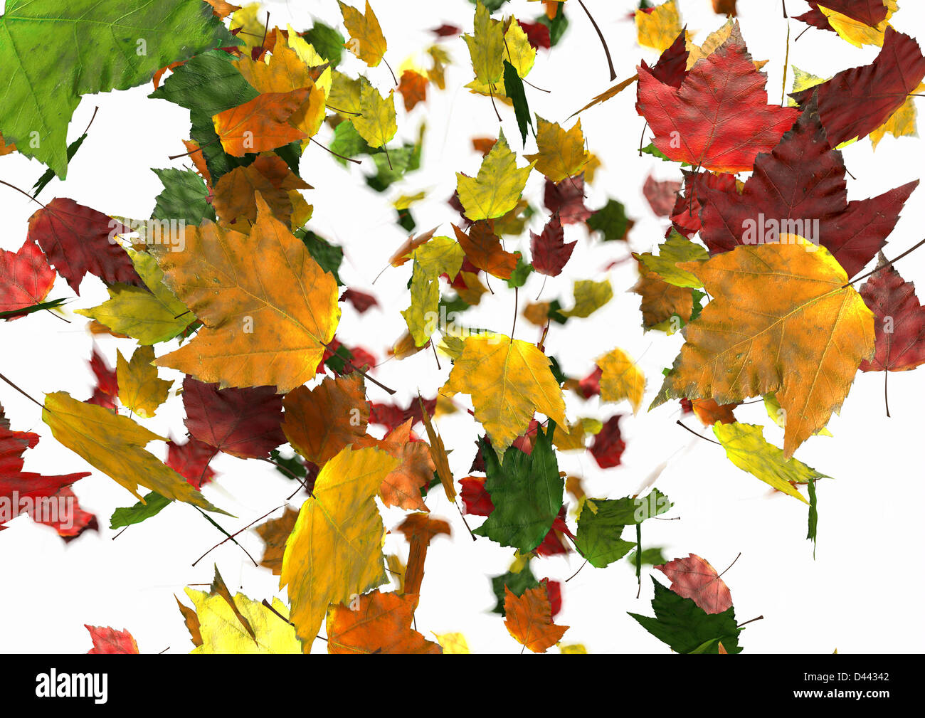 A range of autumn color maple leaves falling on an isolated background ...