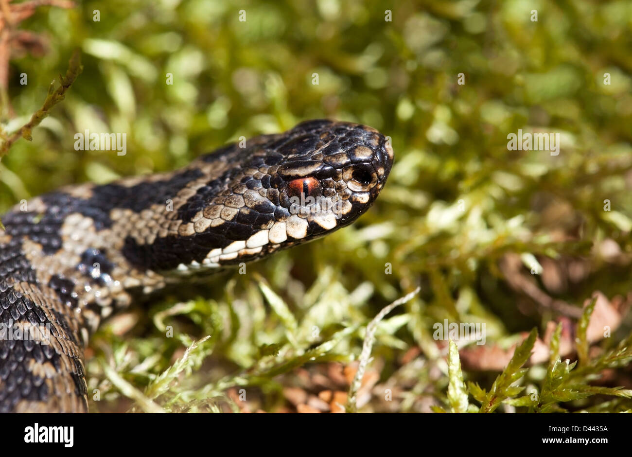 Adder uk hi-res stock photography and images - Alamy