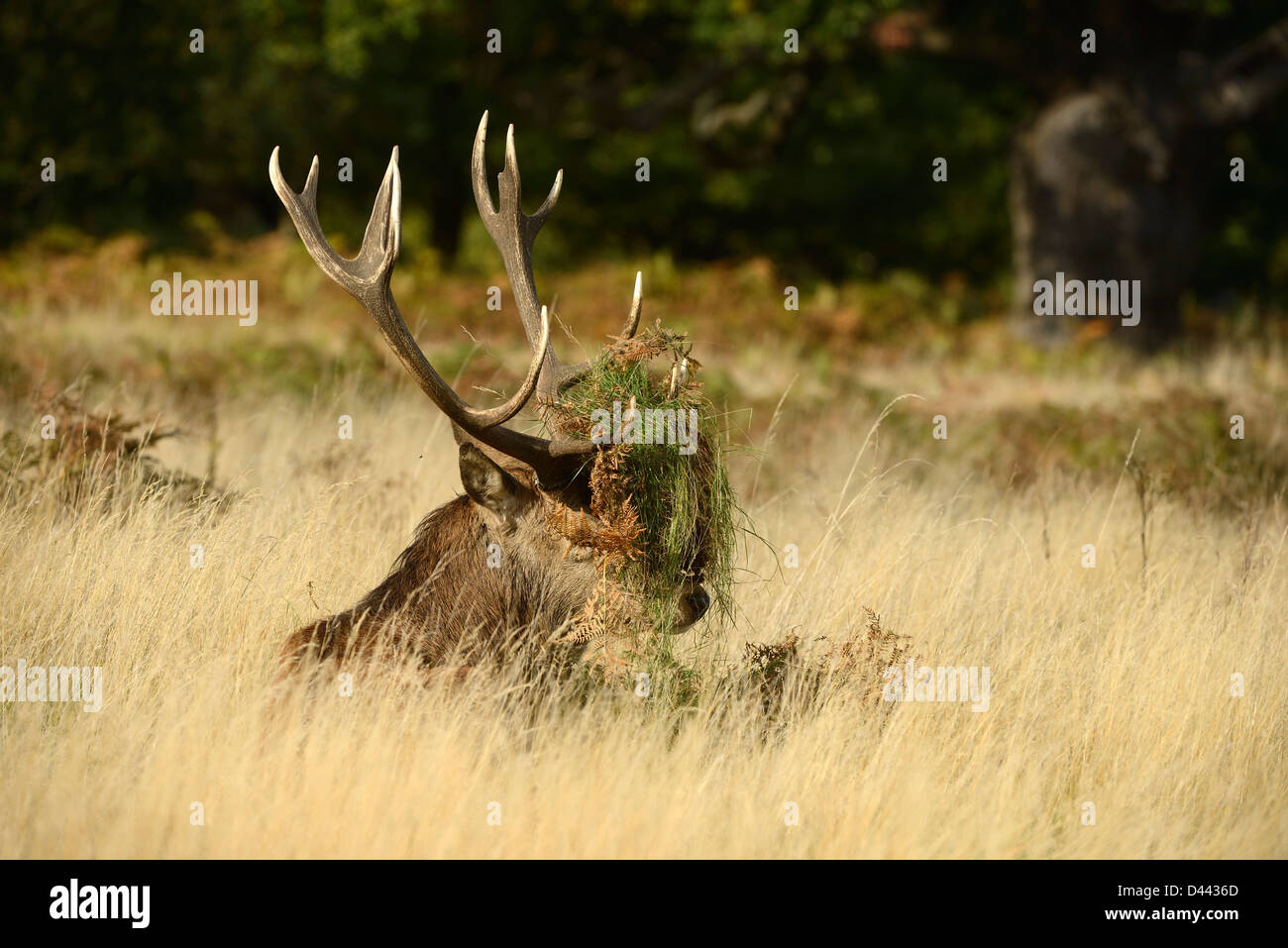 Red Deer (Cervus elaphus) stag sitting in long grass with head covered ...