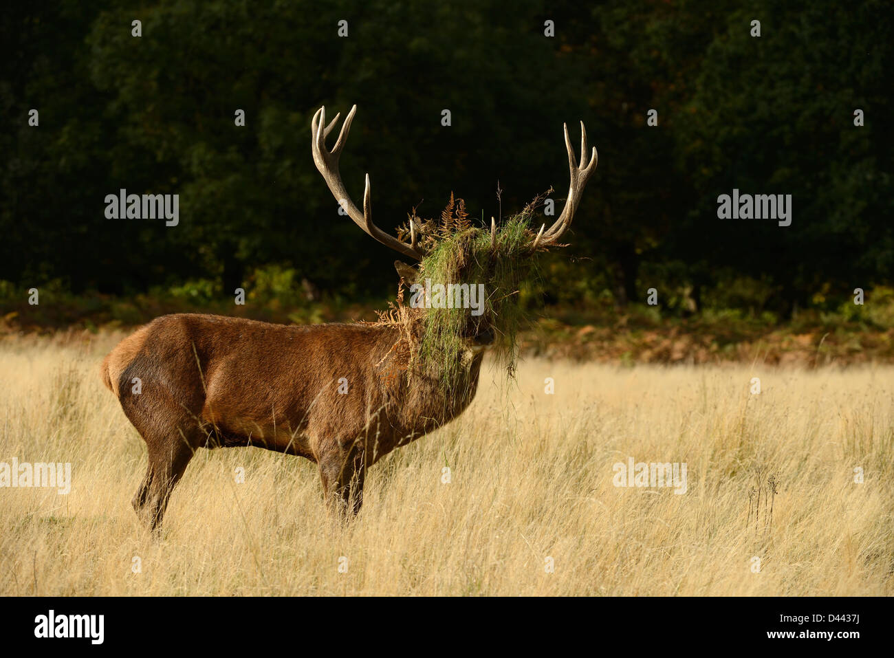 Stag head hi-res stock photography and images - Alamy