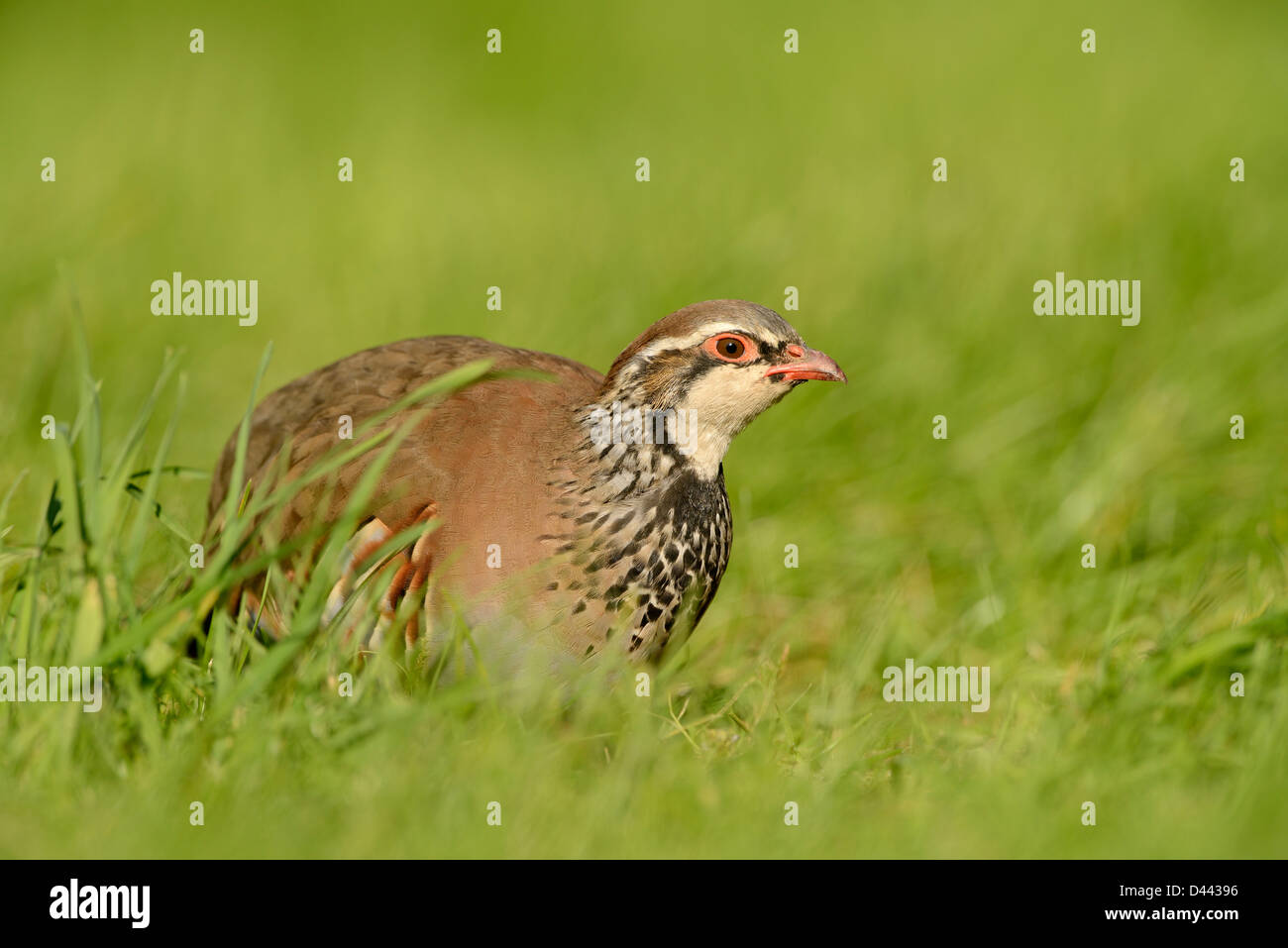 Red legged partridge hi-res stock photography and images - Alamy