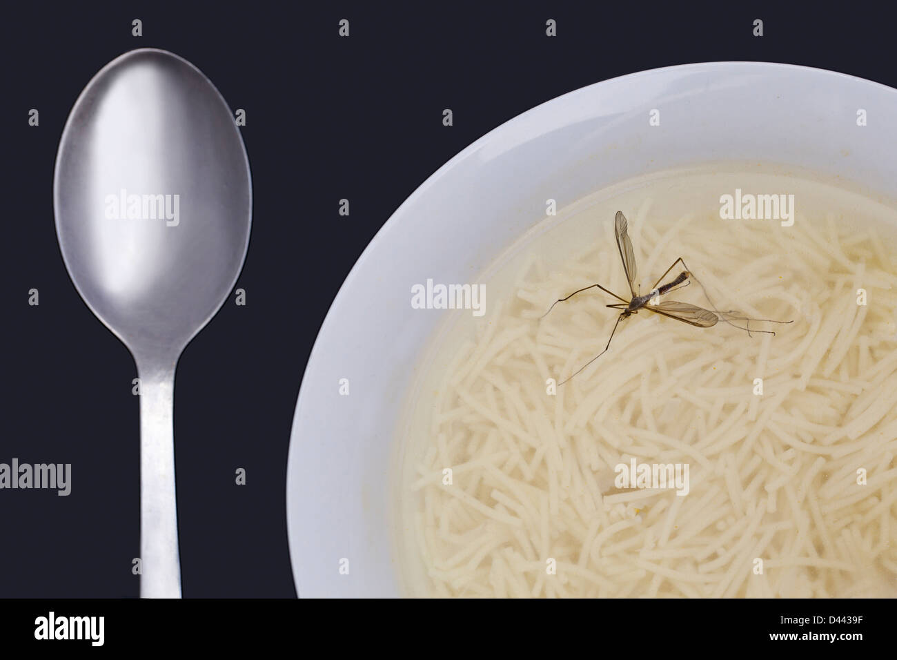 Close-up of a dead crane fly in a dish of noodles soup Stock Photo - Alamy