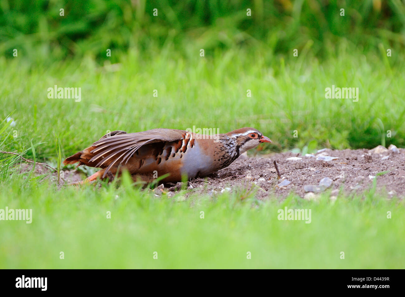Red-legged Partridge (Alectoris rufa) lying on ground, stretching legs ...