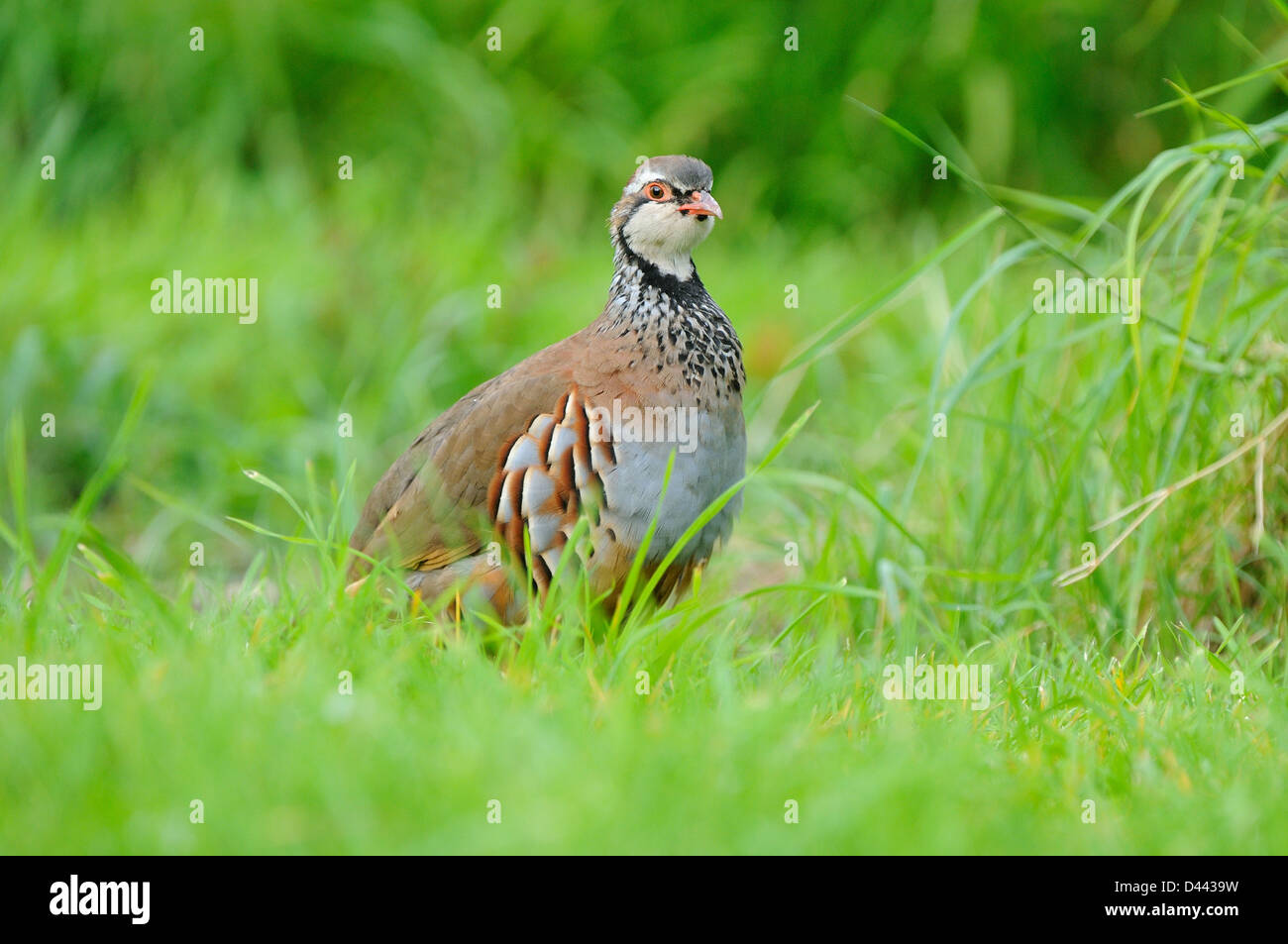 Red-legged Partridge (Alectoris rufa) walking in grass, Oxfordshire ...
