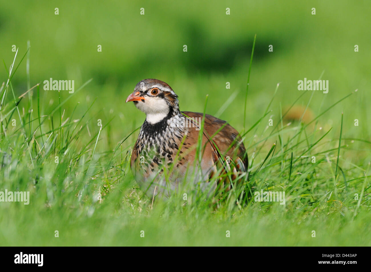 Red legged partridge hi-res stock photography and images - Alamy