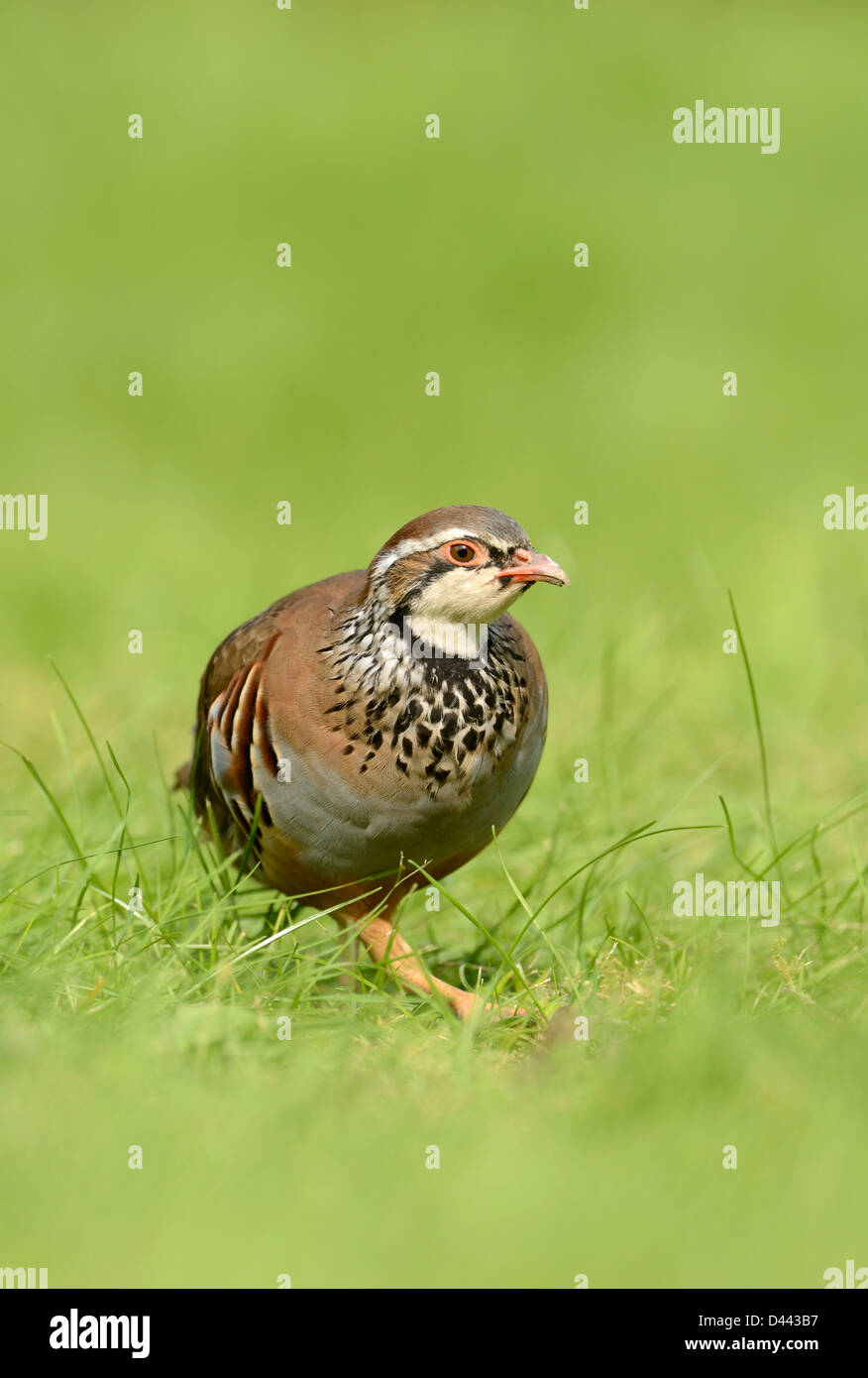 Red legged partridge hi-res stock photography and images - Alamy