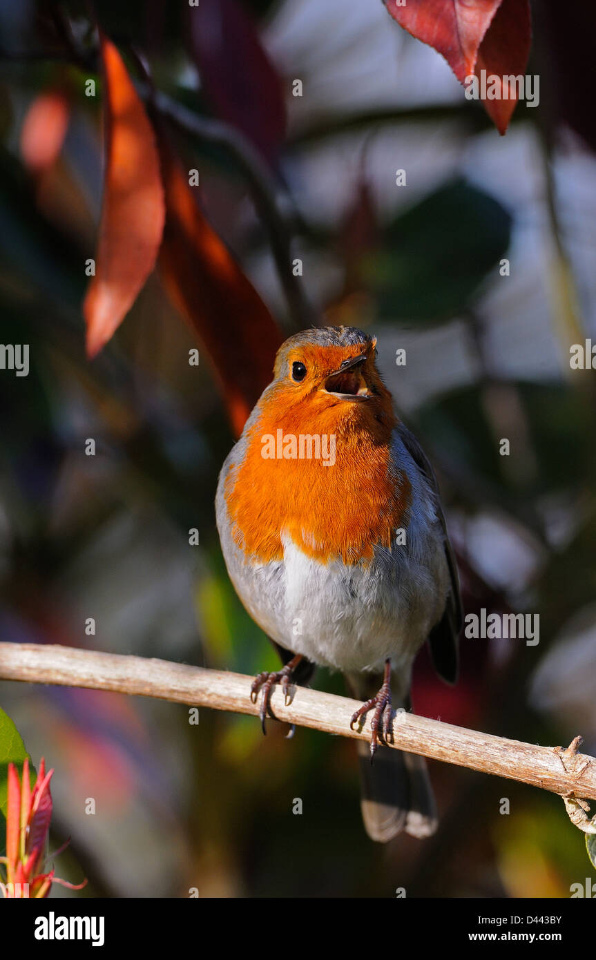 Singing robin hi-res stock photography and images - Alamy