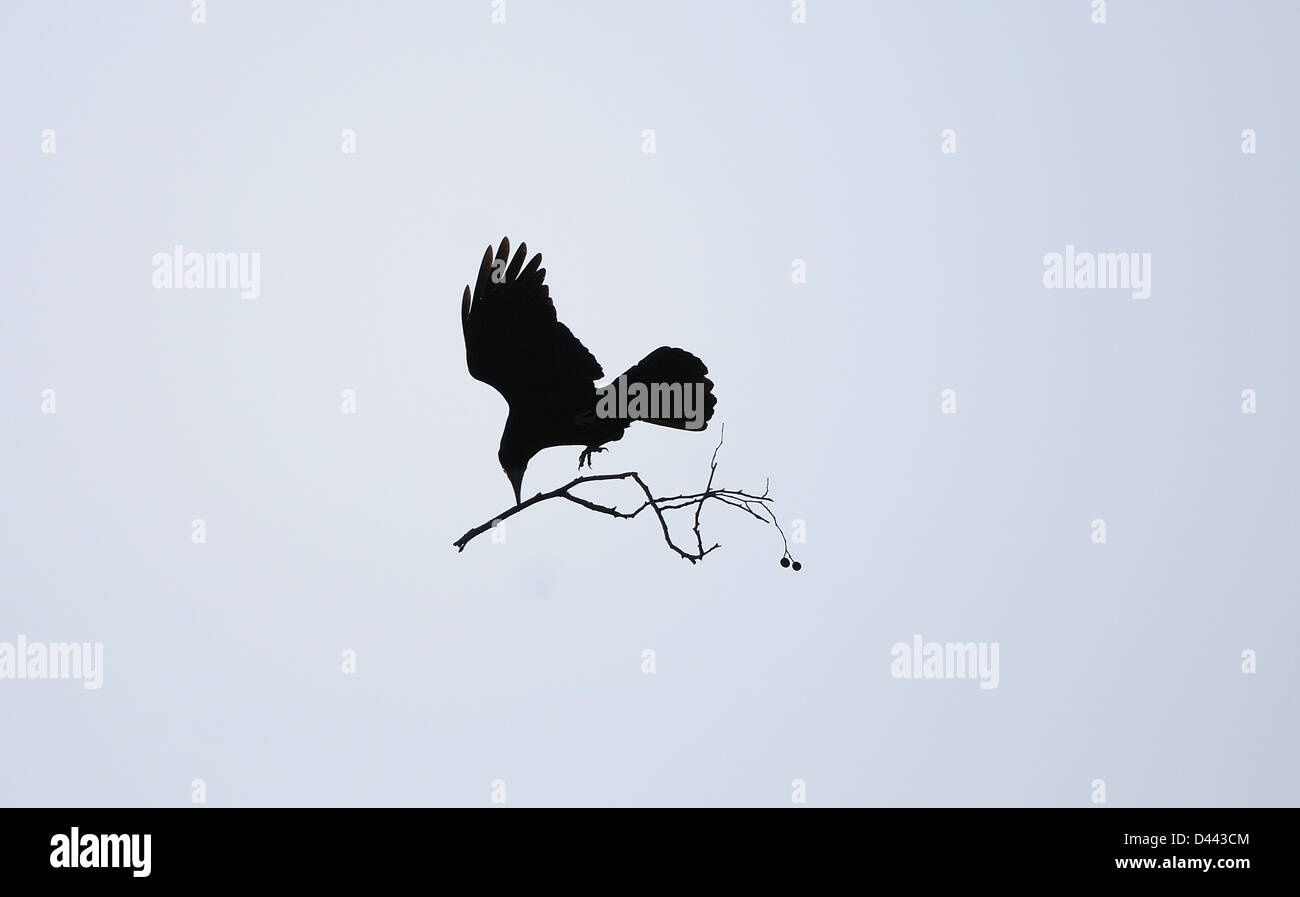 Rook (Corvus frugilegus) silhouette, in flight with nesting material ...