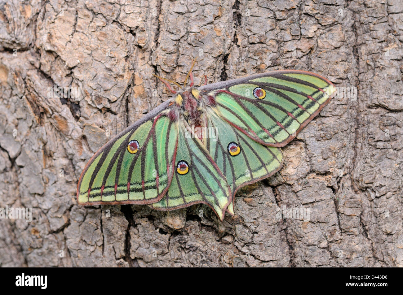 Spanish Moon Moth Stock Photos & Spanish Moon Moth Stock Images - Alamy