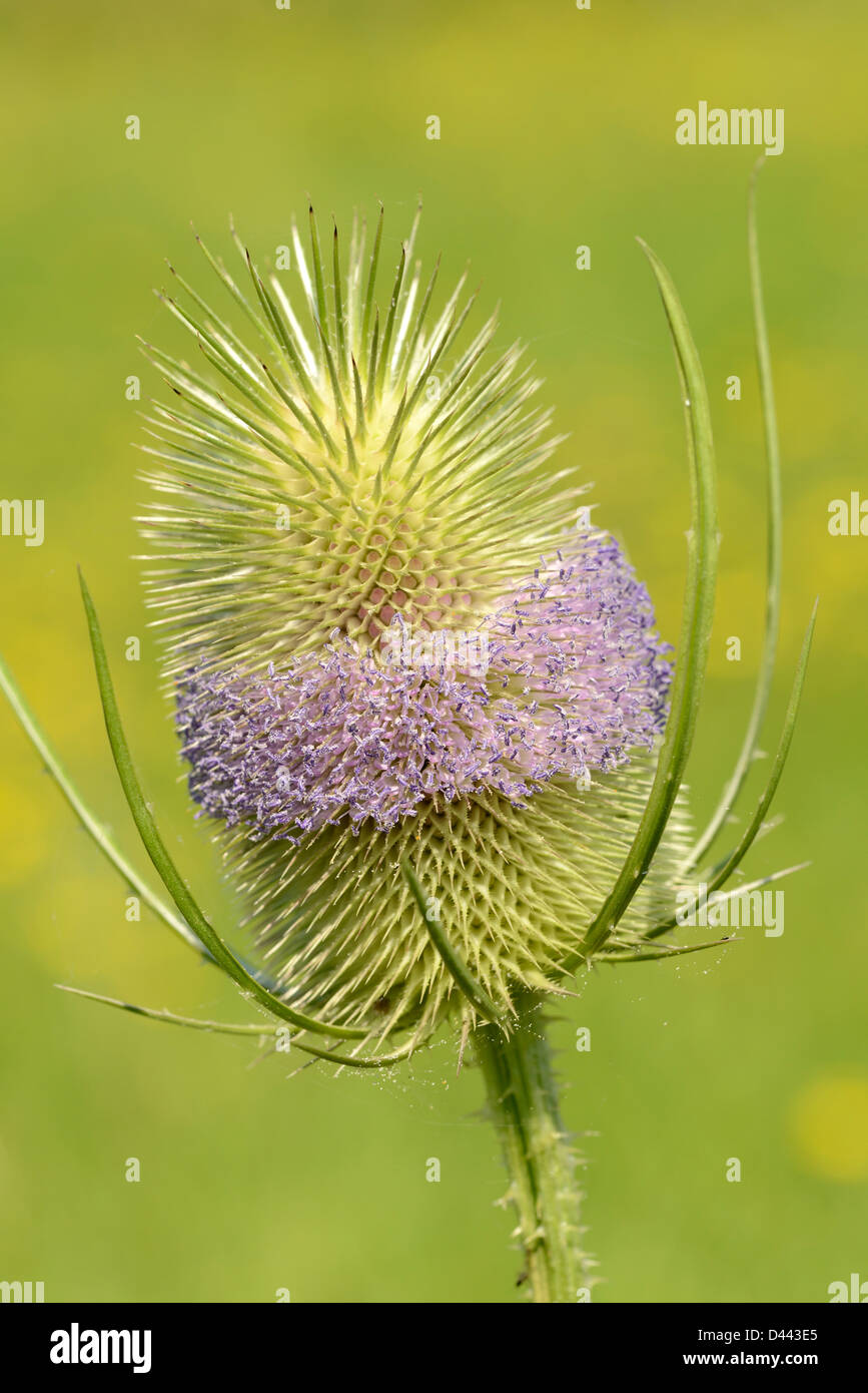 Teasel hi-res stock photography and images - Alamy