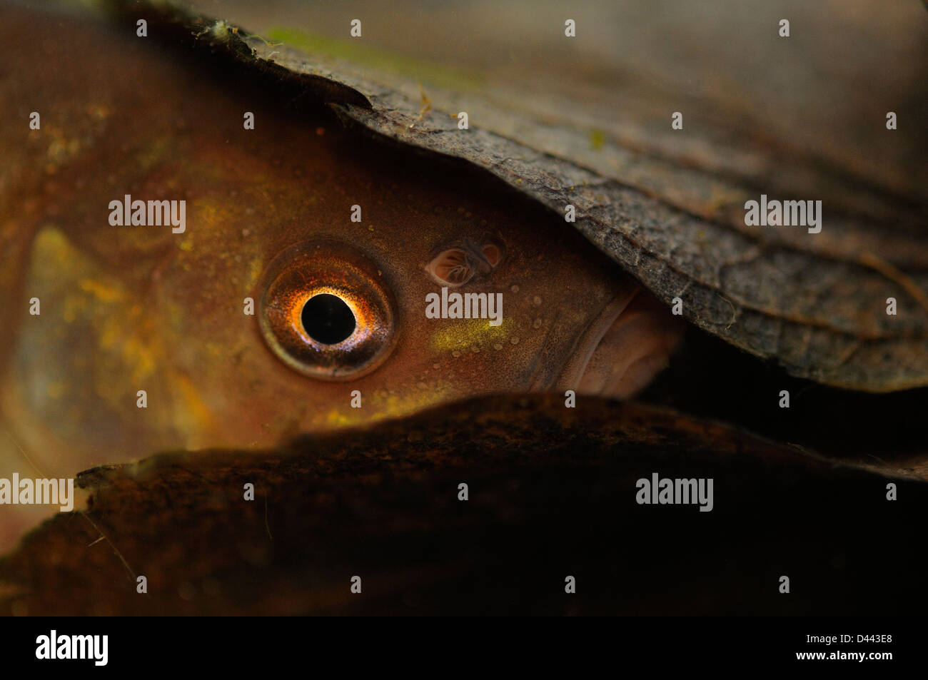 Tench (Tinca tinca) hiding in leaf litter at bottom of pond, Yorkshire ...