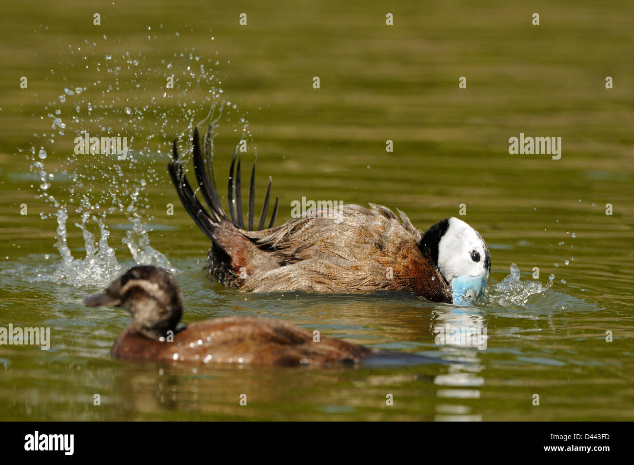 White-headed Duck (Oxyura leucocephala) male displaying to female on ...